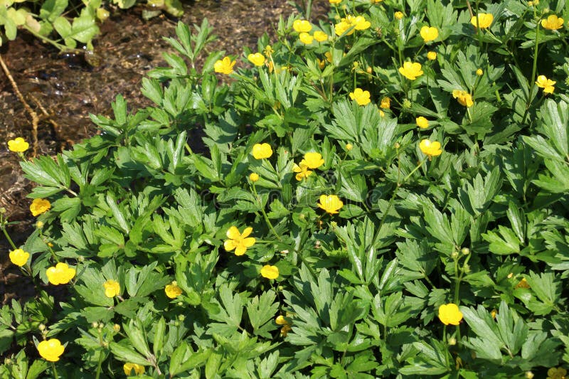Creeping Buttercup (Ranunculus Repens) Grows in Nature Stock Photo ...
