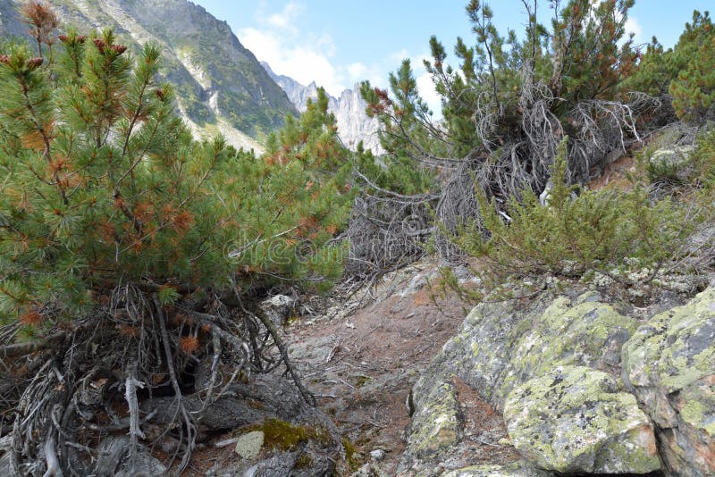 Creeping Cedar on the Slopes of the Barguzin Range. Stock Image - Image ...