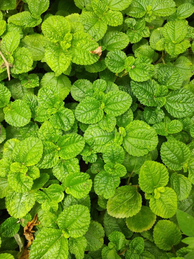 Creeping-Charlie Leaf in Garden Stock Image - Image of creeping, green ...