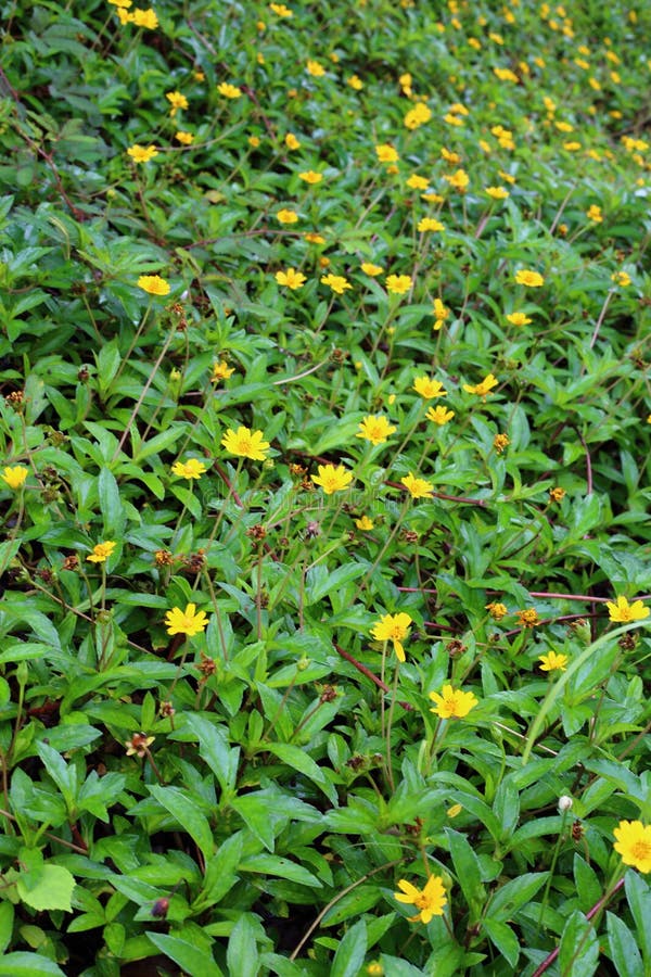Creeping Daisy stock image. Image of ground, creeping - 59325325