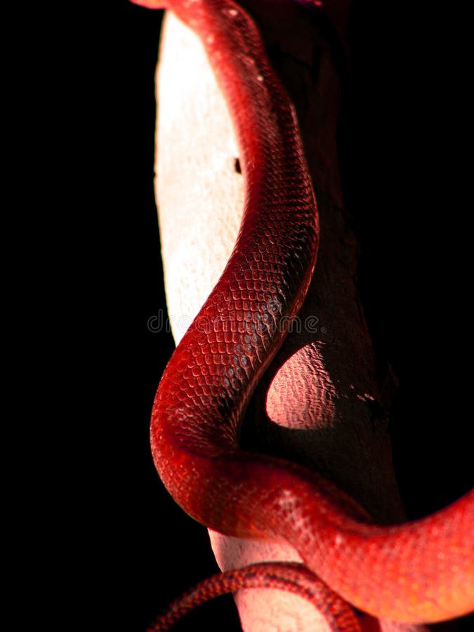 227 Ugly Snake Stock Photos - Free & Royalty-Free Stock Photos from ...