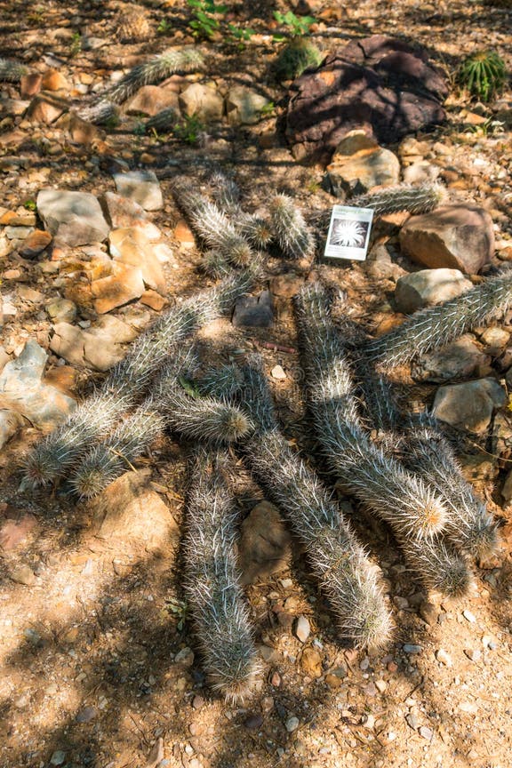 Creeping Devil Cactus, Vertical Image Stock Photo - Image of ...