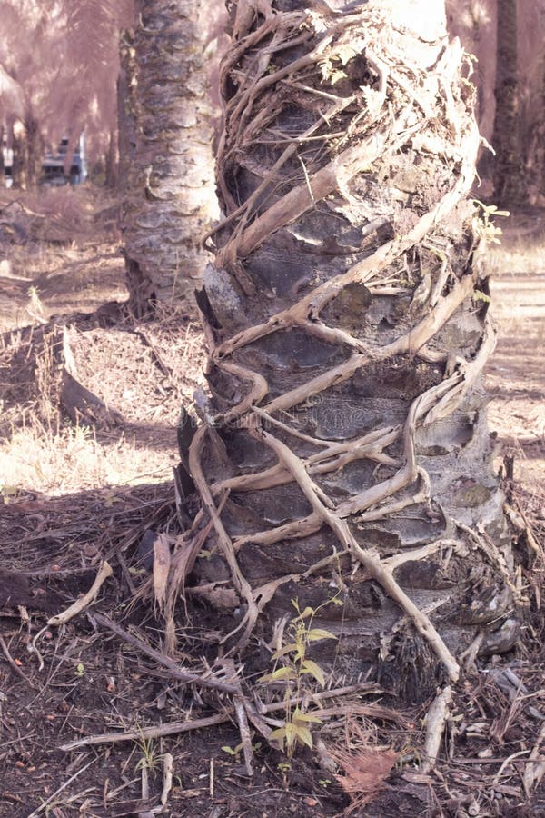 Creeping Ficus Microcarpa Root Around the Oil Palm Trunk Stock Photo ...