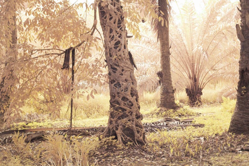 Creeping Ficus Microcarpa Root Around the Oil Palm Trunk Stock Image ...