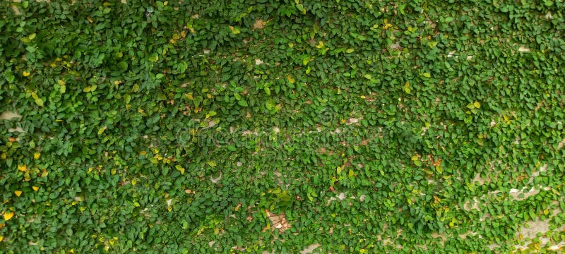 Creeping Fig or Climbing Fig Vines on the Wall Stock Image - Image of ...