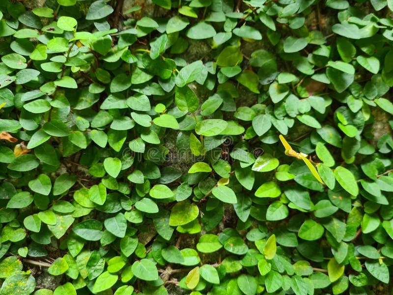 Creeping Fig or Climbing Fig on the Wall Stock Image - Image of soil ...