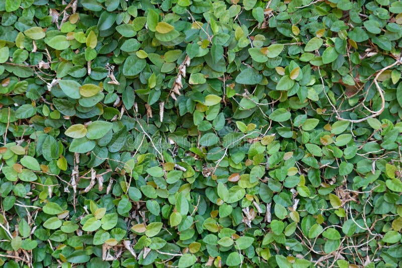 Creeping fig Ficus pumila stock photo. Image of botanical - 283032442