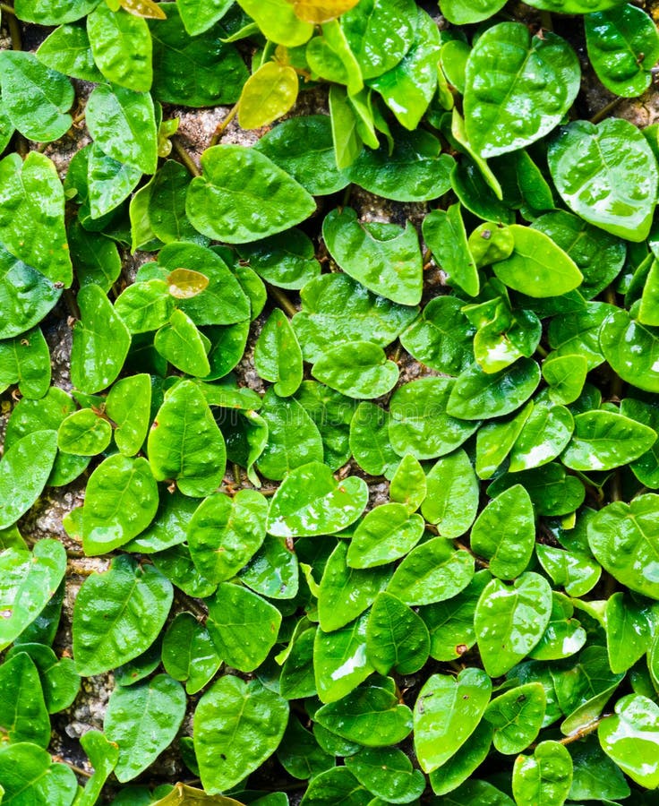 Creeping fig on wall stock image. Image of growth, flora - 28828073