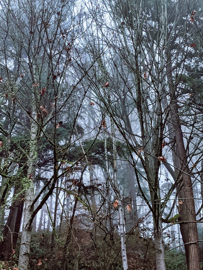 Creeping Fog in a Forest of Evergreen Trees in the Pacific Northwest ...