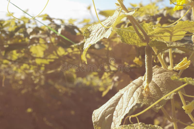 The Creeping Gourd Vegetables Plant at the Farm. Stock Image - Image of ...