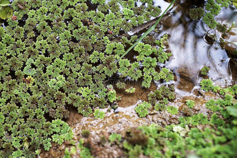Creeping Green Aquatic Plants Rhythmically Stock Photo - Image of ...