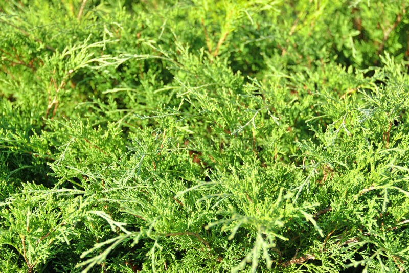 Creeping Green Bush of Juniper in Garden Stock Image - Image of veres ...
