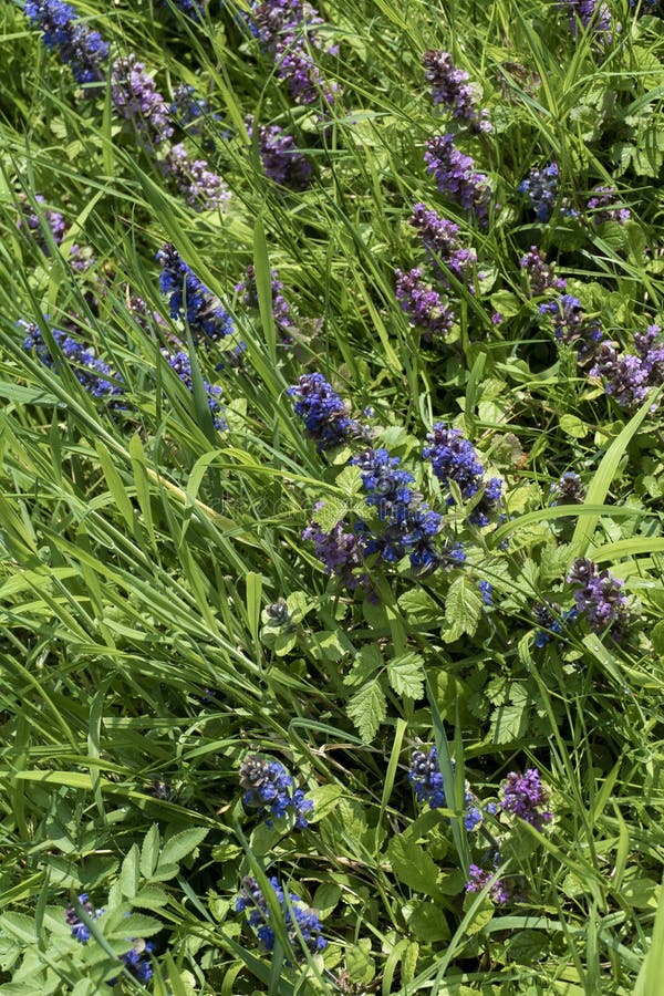 Creeping Groundsel with Blue Purple Flowers in a Meadow Stock Photo ...