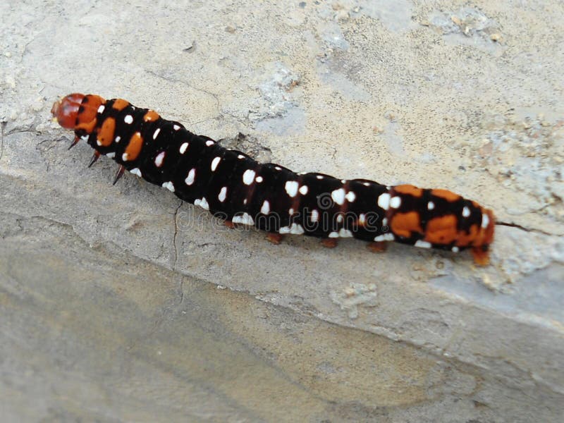 Creeping insect stock photo. Image of brown, leaf, warm - 124388404