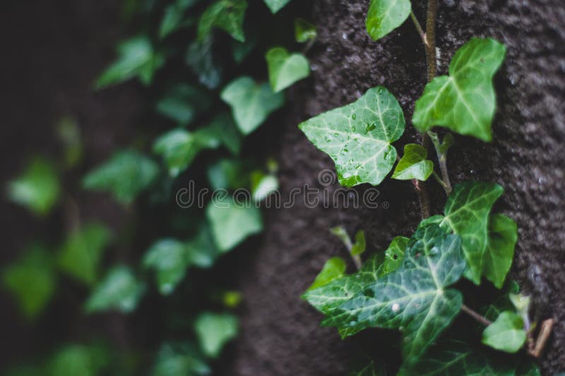 Creeping Ivy on the Dark Stone Background. Stock Image - Image of ...