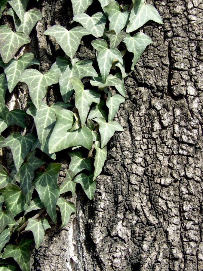 Creeping ivy on a tree stock image. Image of leaf, plant - 13605089