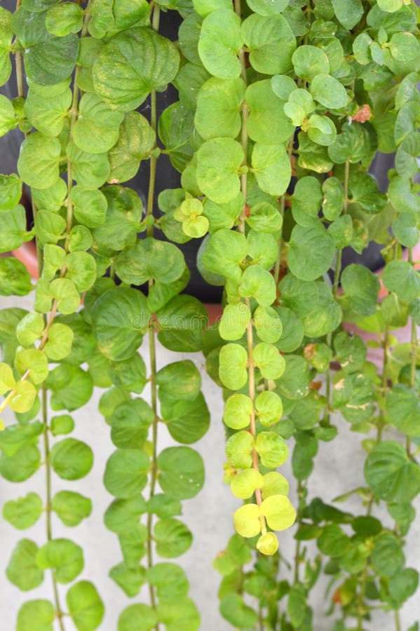 Creeping Jenny plant stock image. Image of cultivar - 391815491