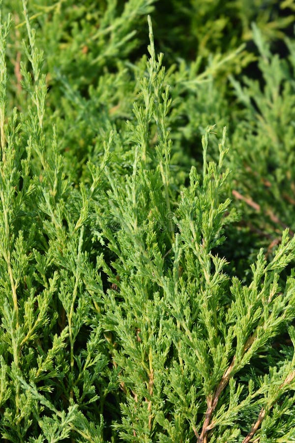 476 Creeping Juniper Stock Photos - Free & Royalty-Free Stock Photos ...