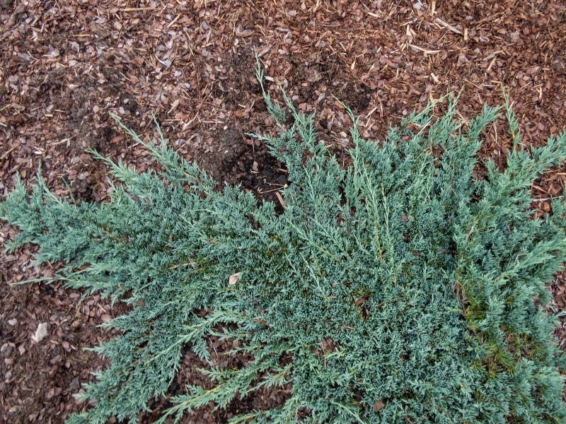 Creeping Juniper (Juniperus Horizontalis) Icee Blue or Monber with ...