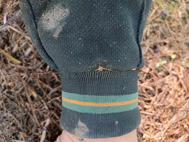 Creeping mites stock image. Image of arachnid, greenhouse - 264805451