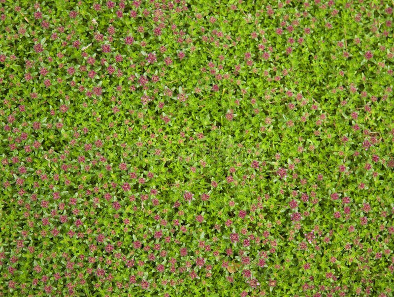 Creeping Moss stock photo. Image of soil, nature, rain - 9774750