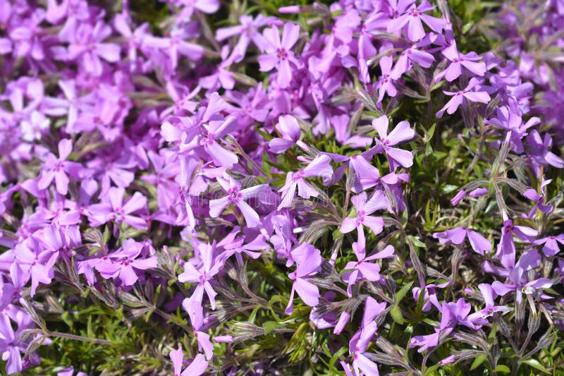 Creeping Phlox stock photo. Image of pinks, summer, mountain - 272450182