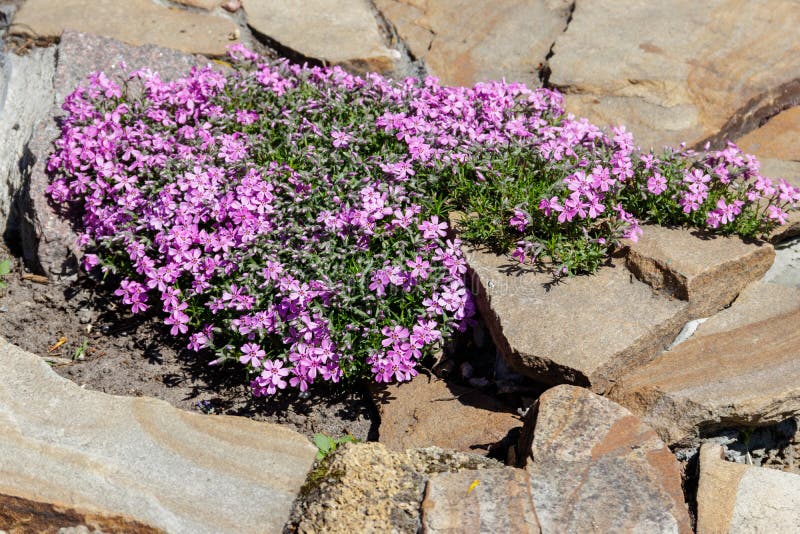 Creeping Phlox Phlox Subulata or Moss Phlox on Flowerbed Stock Photo ...