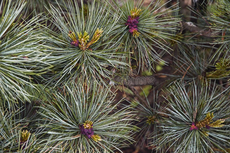 Creeping Pine Violet Blooming and Silver-blue Needles Closeup Stock ...