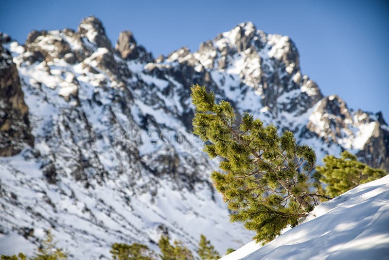 Creeping pine in mountains stock photo. Image of blue - 86239108