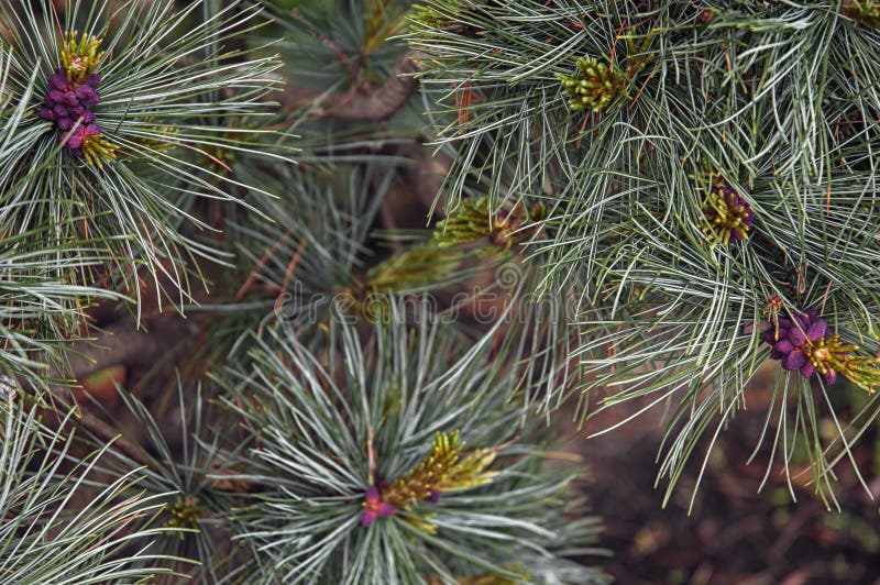 Creeping Pine Pinus Pomila Flower Bloom Closeup Stock Photo - Image of ...