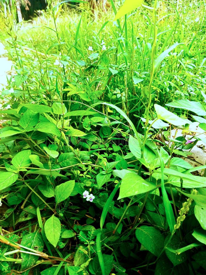 The Creeping Plant Has Very Natural Green Leaves Stock Photo - Image of ...