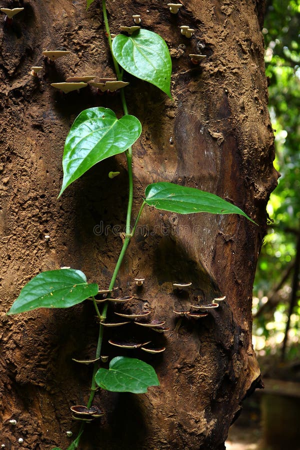 Creeping plant on the tree stock image. Image of green - 97528887