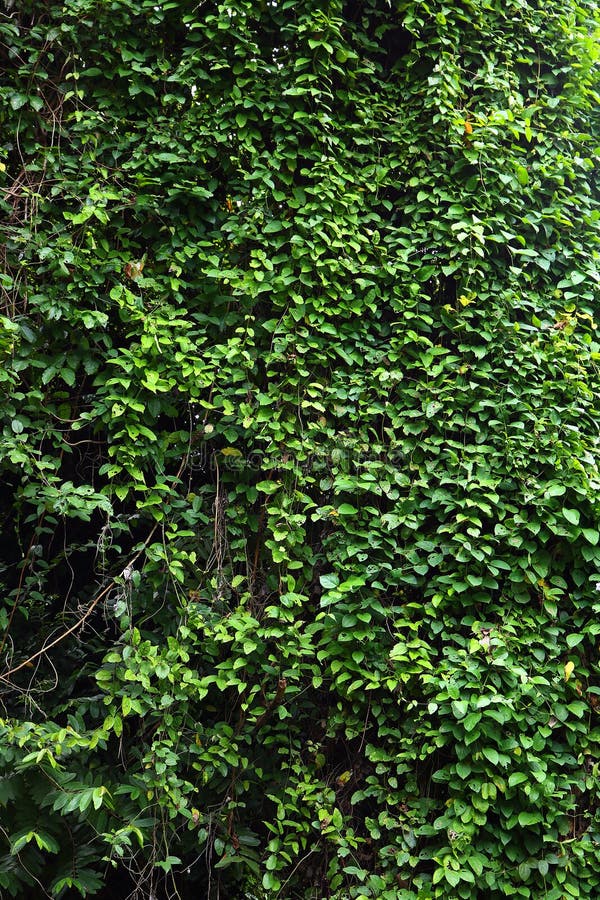 Creeping plant on the tree stock photo. Image of outdoor - 98642244