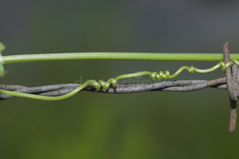 Creeping Plants Climbing Wires and Manmade Objects Stock Photo - Image ...