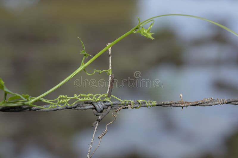 Creeping Plants Climbing Wires and Manmade Objects Stock Image - Image ...