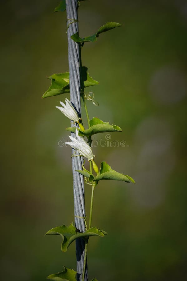 Creeping Plants Climbing Wires Manmade Objects Stock Photos - Free ...