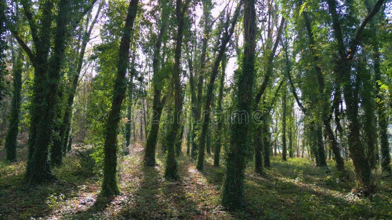Creeping Plants Covered Tree Trunks Inside Forest. Dolly Shot Stock ...