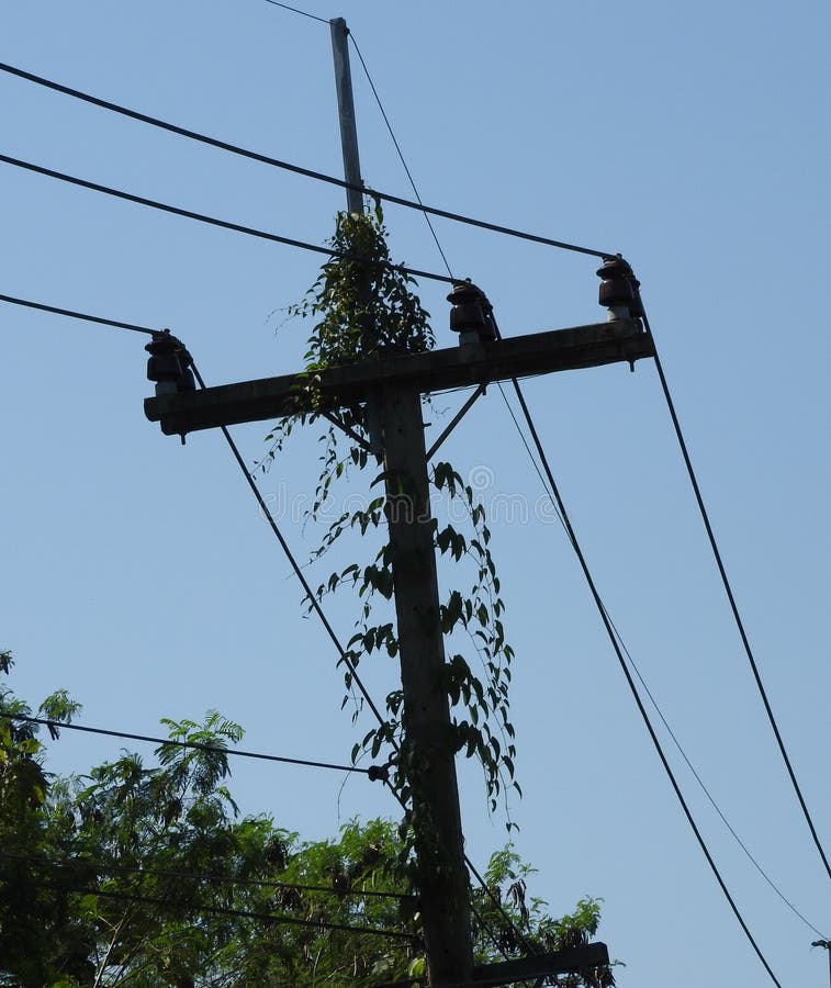 Creeping Plants stock image. Image of electrical, plants - 73402807