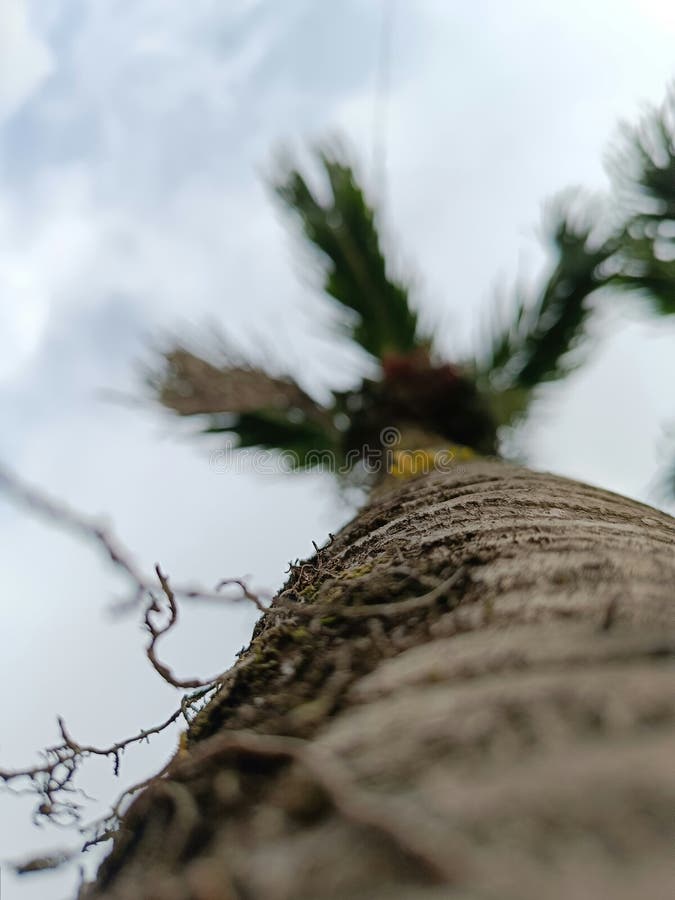 Creeping Plants Live in Areca Nut Trees Stock Image - Image of live ...