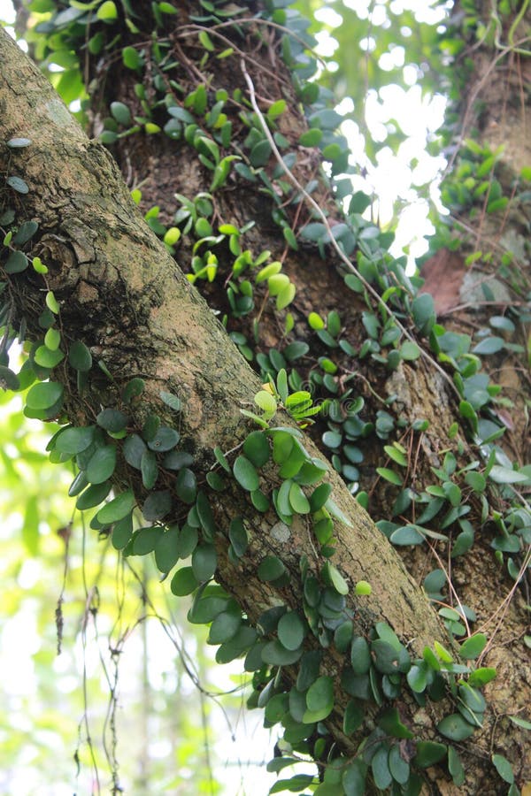 Creeping Plants between Tree Branches Stock Image - Image of creeping ...