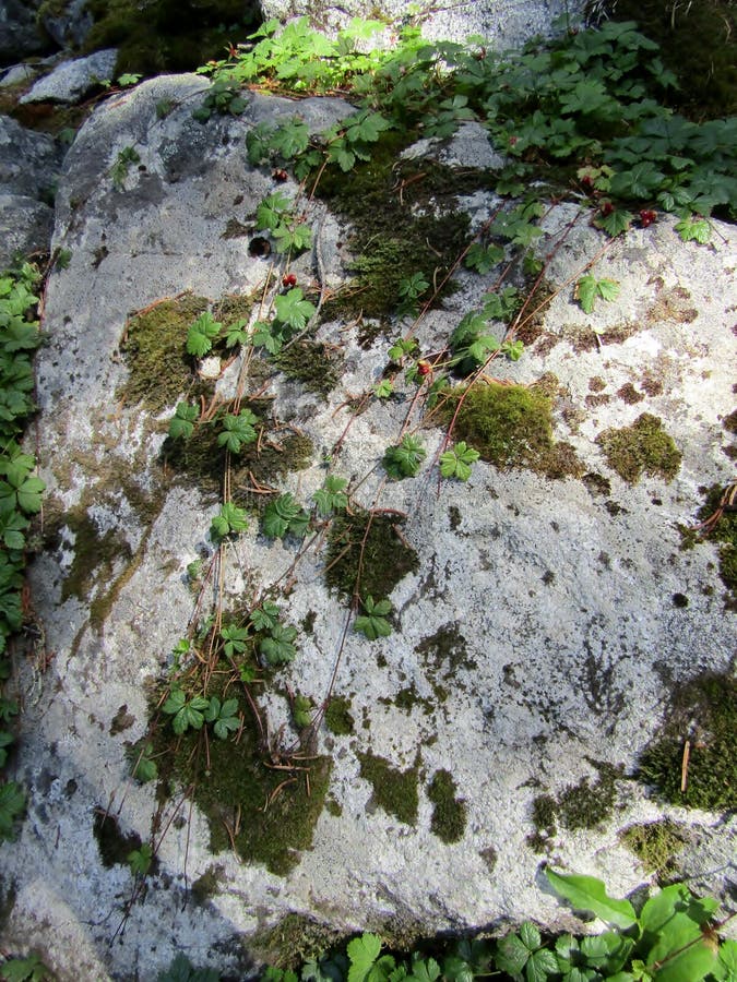 Creeping Raspberry or Rubus Pedatus, Five-leaved Bramble ...