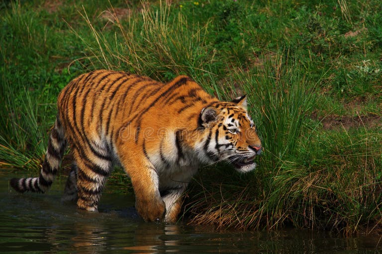 523 Cat Creeping Stock Photos - Free & Royalty-Free Stock Photos from ...