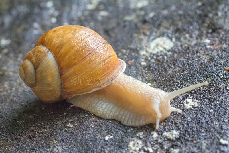 Snail with conch. stock image. Image of escargot, nature - 100390903