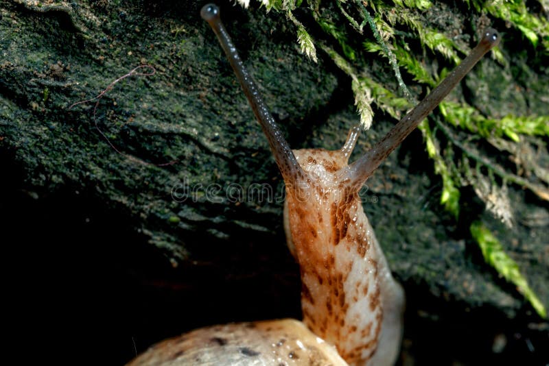 Creeping snail. stock image. Image of plant, pest, garden - 183189003