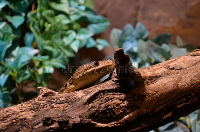 The creeping snake stock photo. Image of creep, wildlife - 77618274