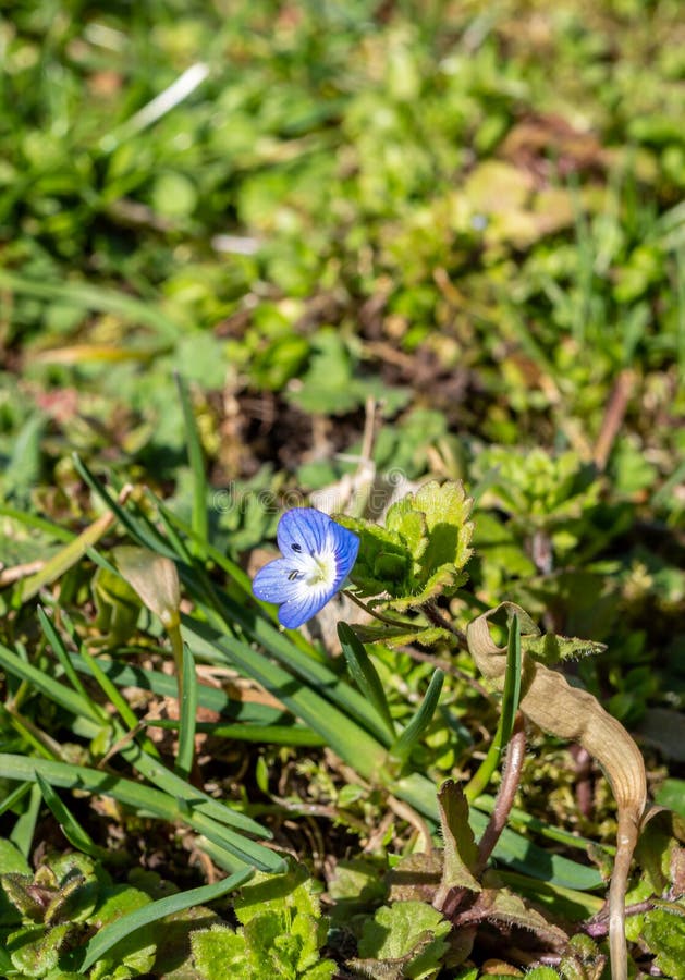 Creeping Speedwell Veronica Filiformis in the Spring Stock Photo ...