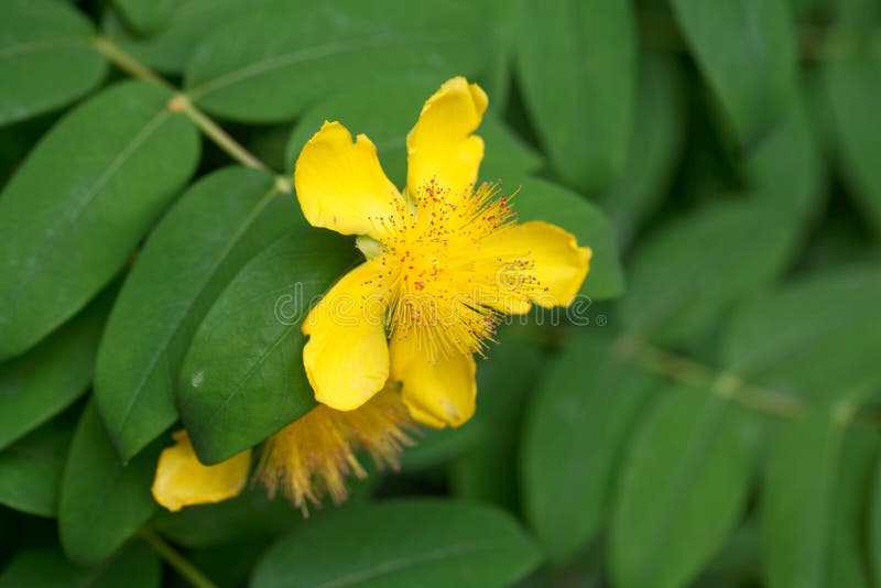 Creeping St. John`s Wort, Hypericum Calycinum Stock Photo - Image of ...