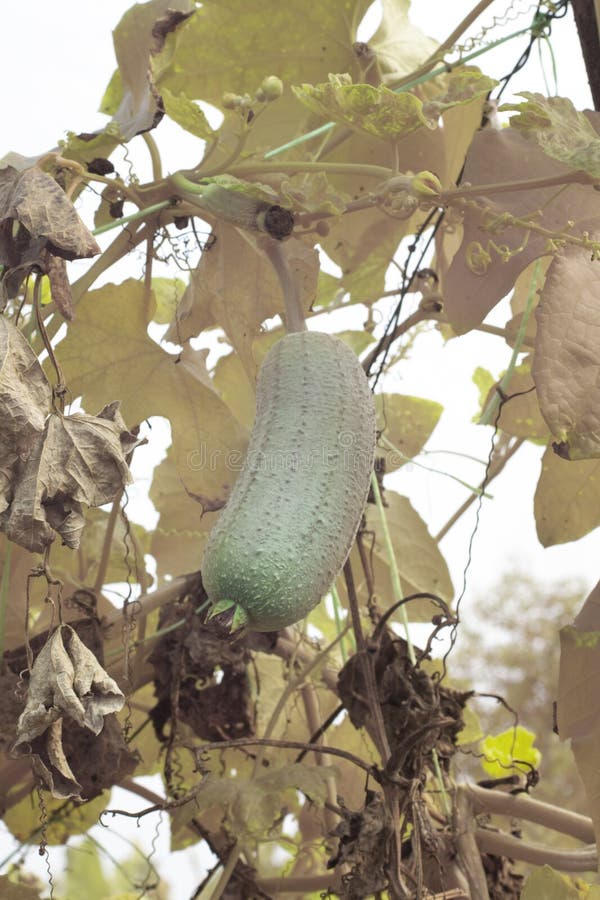 Creeping Taiwanese Luffa Gourd Vegetable Plant Stock Photo - Image of ...