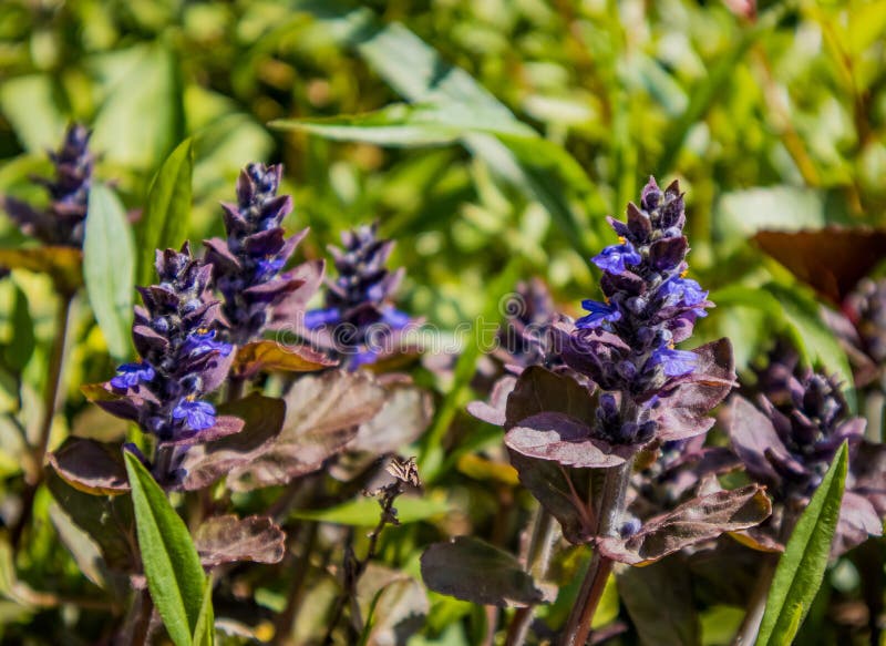 Creeping Tenacious Close-up in the Garden Stock Image - Image of ...