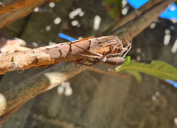 The Creeping Things on the Face of the Earth, Devinely Created by the ...